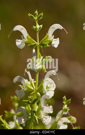 Mediterranean Sage, Salvia aethiopis in flower on steppe, Turkey Stock ...