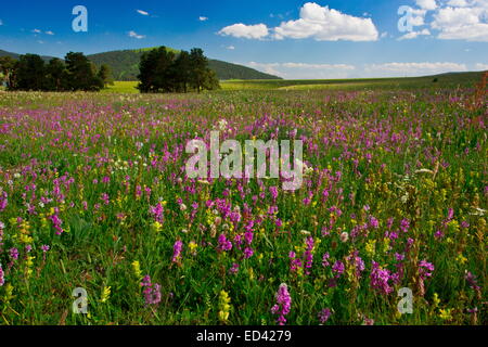 Flowery grassland in the Camurlu Daglari, north-east Turkey Stock Photo ...