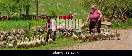 Village ladies tending flocks of geese In the remote village of Gulyuzu ...