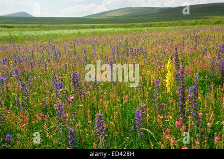 Intensely flowery grasslands - with Viper's Bugloss, Sainfoin etc ...
