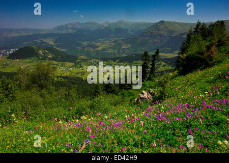 Spectacularly flowery grasslands at about 6500 feet (2000 m) on the Cam ...