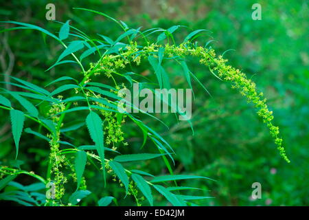 False hemp (Datisca cannabina Stock Photo - Alamy