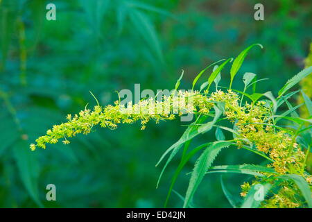 False Hemp, Datisca cannabina, Wild in Turkey, also grown in gardens ...