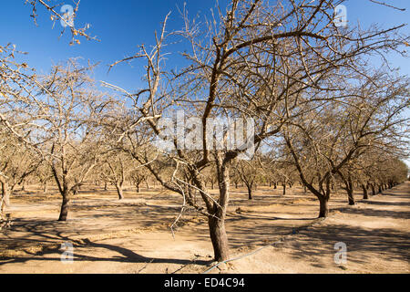 Dead and dying Almond trees in Almond groves in Wasco in the Central ...