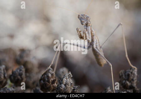 Rivetina baetica is a species of praying mantis in the genus Rivetina ...
