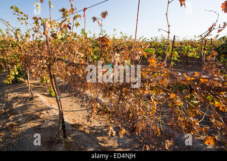 Dead and dying grape vines in Bakersfield, California, USA. Following ...