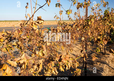 Dead and dying grape vines in Bakersfield, California, USA. Following ...
