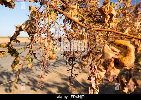 Dying Grape vines in Bakersfield, California, USA that no longer have ...