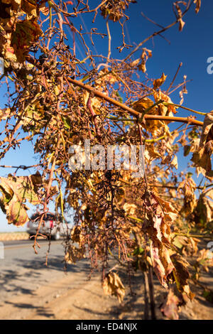 Dying Grape vines in Bakersfield, California, USA that no longer have ...