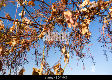 Dying Grape vines in Bakersfield, California, USA that no longer have ...