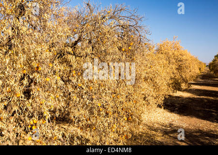 Dying Orange trees that no longer have water to irrigate them near ...