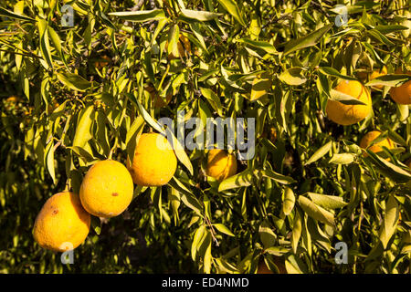 Dying Orange trees that no longer have water to irrigate them near ...