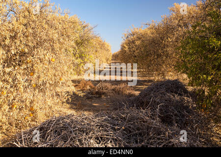 Dying Orange trees that no longer have water to irrigate them near ...