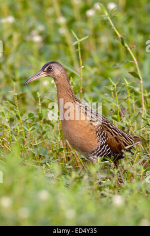 King Rail (Rallus elegans), standing still right in the open on a grass ...