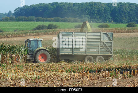 Maize being harvested for biogas UK Stock Photo - Alamy