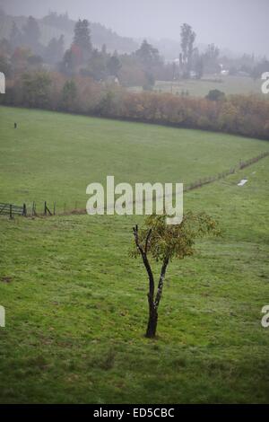 Old apple trees in a small orchard Stock Photo - Alamy
