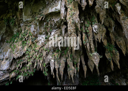 Monophyte - single-leafed plants - endemic to Gunung Mulu National Park ...