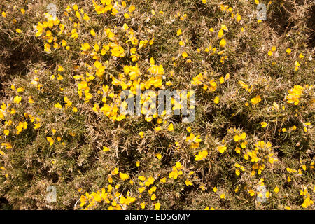 Yellow gorse hedge Stock Photo - Alamy
