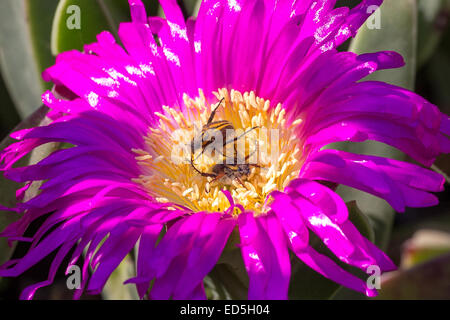 Mesembryanthemum, Wildflowers, Postberg Section, West Coast National ...