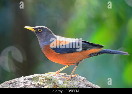Nature wildlife image bird of a Chestnut-hooded laughingthrush on perch ...
