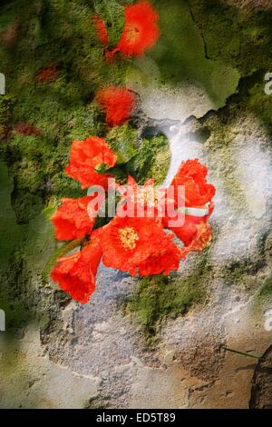 Double exposure of floral objects Stock Photo - Alamy