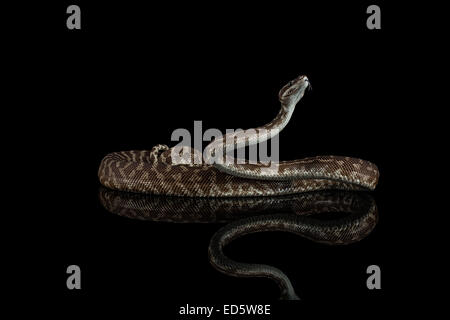 native australian snakes Stock Photo - Alamy