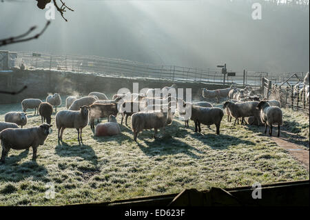 Sheep on a cold winters morning England Stock Photo - Alamy