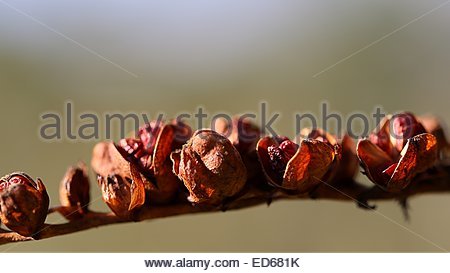 CROCOSMIA LUCIFER FLOWER SEED PODS, in South West France Stock Photo ...