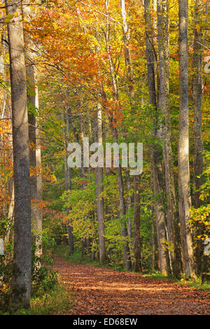 Little River, Little River Trail, Elkmont, Great Smoky Mountains ...