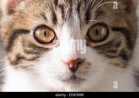 White Patched Tabby Kitten Cat in home surroundings Stock Photo ...
