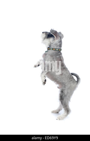 puppy schnauzer standing in white studio Stock Photo - Alamy