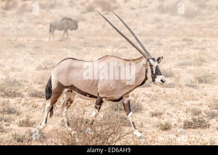 Female Oryx aka Gemsbok & Blue Wildebeest, Kgalagadi Transfrontier Park ...