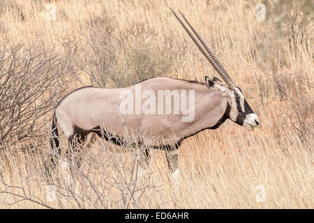 Female Oryx aka Gemsbok eating grass, Kgalagadi Transfrontier Park ...