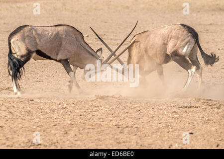 Two fighting Oryx aka Gemsbok, Kgalagadi Transfrontier Park, South ...