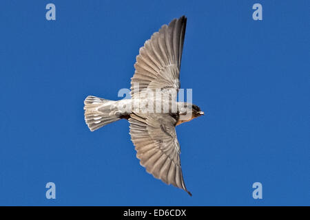 Rock Martin, Ptyonoprogne fuligula, in flight, Kalahari desert, Namibia ...