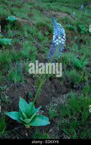 A tall Blue Squill, Scilla natalensis = Merwilla plumbea in the ...