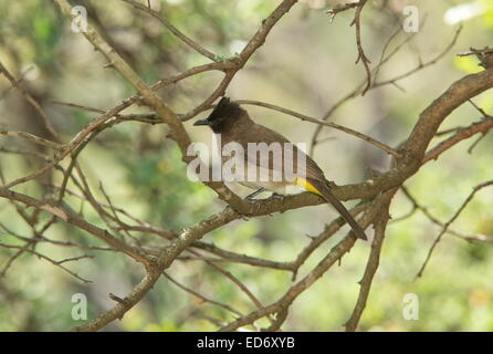 Dark-capped Bulbul, Black-eyed Bulbul, Pycnonotus tricolor Drakensberg ...