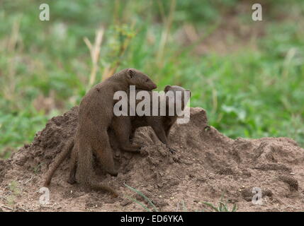 Common dwarf mongoose or Helogale parvula in wild nature Stock Photo ...