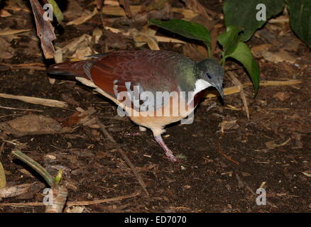 Asian Mindanao bleeding-heart pigeon (Gallicolumba criniger), a.k.a ...