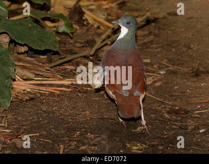 Asian Mindanao bleeding-heart pigeon (Gallicolumba criniger), a.k.a ...