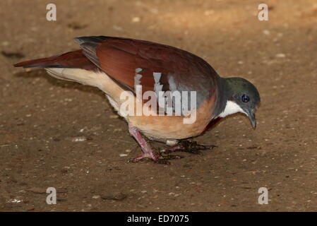 Asian Mindanao bleeding-heart pigeon (Gallicolumba criniger), a.k.a ...
