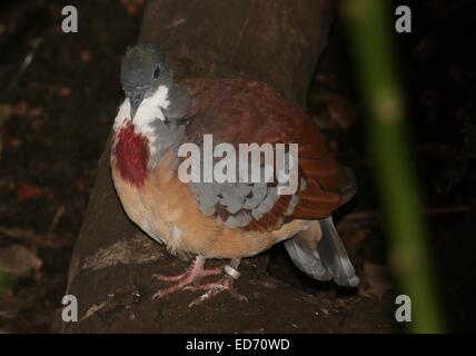 Asian Mindanao bleeding-heart pigeon (Gallicolumba criniger), a.k.a ...