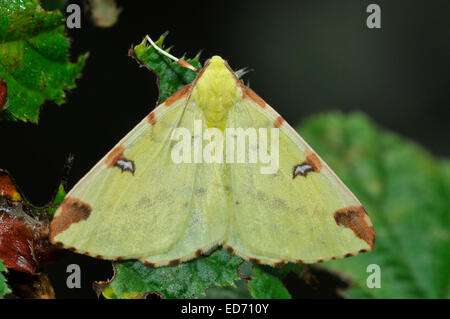 The Brimstone moth (*Opisthograptis luteolata*) is a yellow moth with chestnut-brown markings on ...
