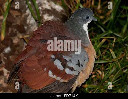 Asian Mindanao bleeding-heart pigeon (Gallicolumba criniger), a.k.a ...