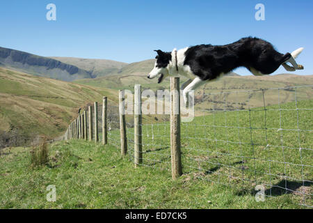 Border collie sheepdog jumping a livestock fence, UK Stock Photo - Alamy