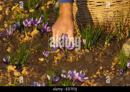Picking saffron flowers, Madridejos, Toledo province, Castilla-La ...