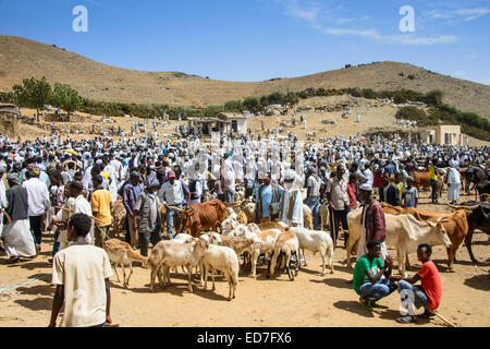 The Monday animal market of Keren, Eritrea, Africa Stock Photo - Alamy