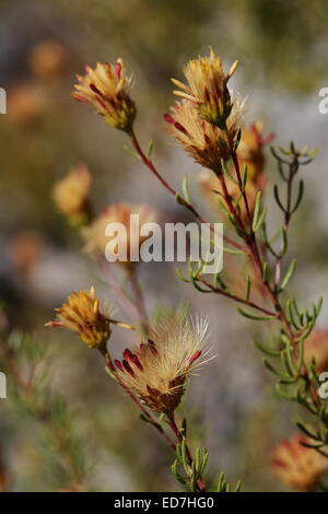 Close up of fynbos flower in the Matroosberg area of Ceres Stock Photo ...