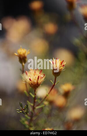 Close up of fynbos flower in the Matroosberg area of Ceres Stock Photo ...