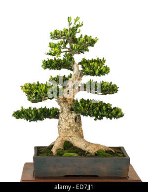Common Box Boxwood bonsai Buxus sempervirens Stock Photo - Alamy